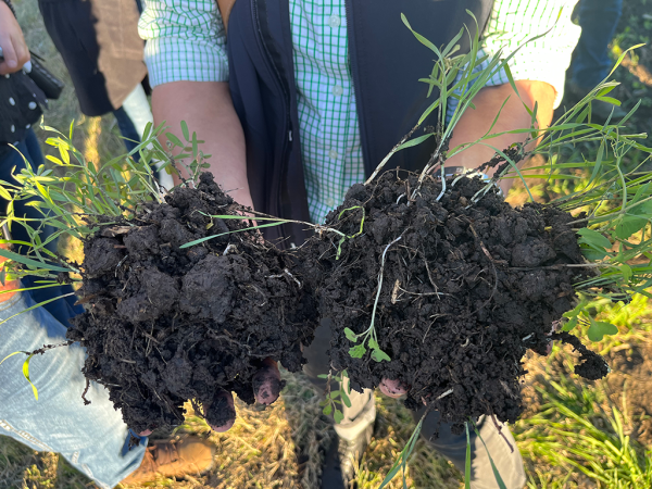 Exploring soil biology: A masterclass – Soil Wealth ICP