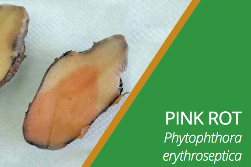 Pink rot fact sheet – Soil Wealth ICP