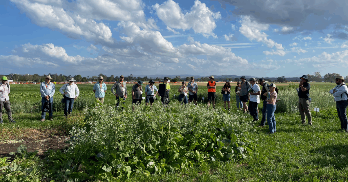Cover crops on show at Gatton AgTech Showcase – Soil Wealth ICP