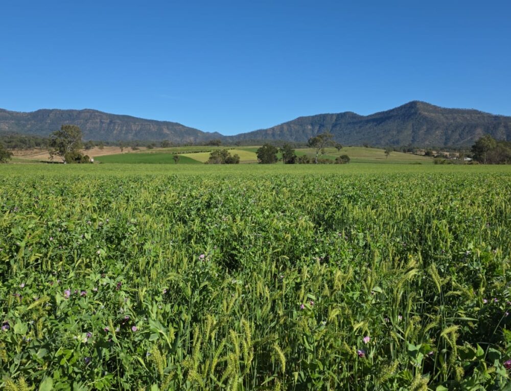 Case study – Improving soil health with cover crops in a tropical ...