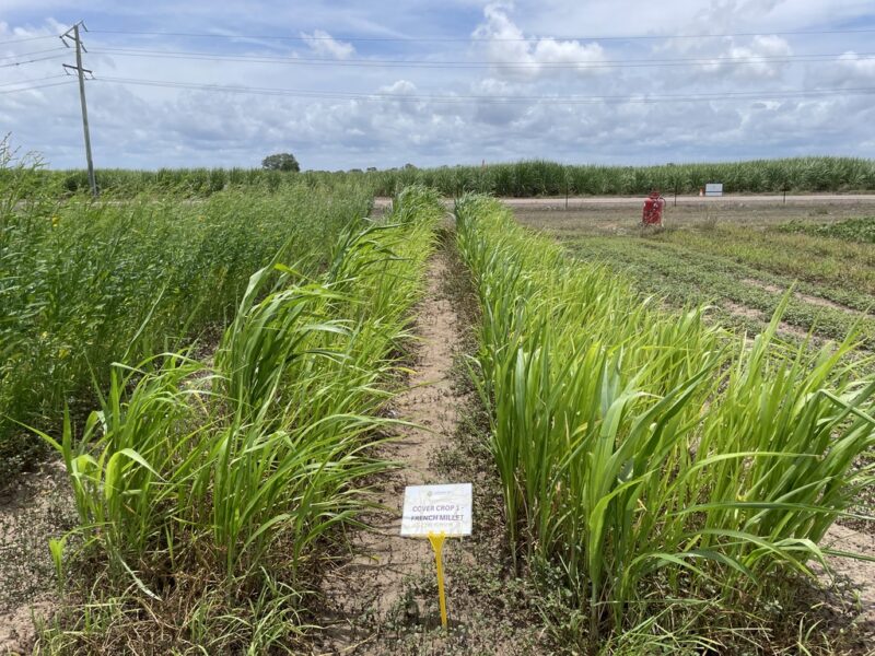 Case study – Improving soil health with cover crops in a tropical ...